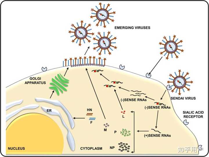 仙台病毒诱导细胞融合具体过程是怎样的？ - 知乎