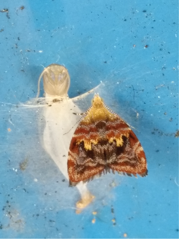 生活中经常见到的虫茧/虫窝/虫卵有哪些？ - 知乎