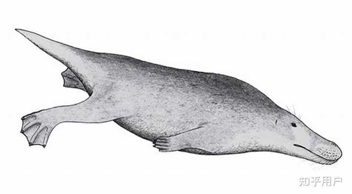 所有鲸类尾鳍形态都一样吗？ - 知乎