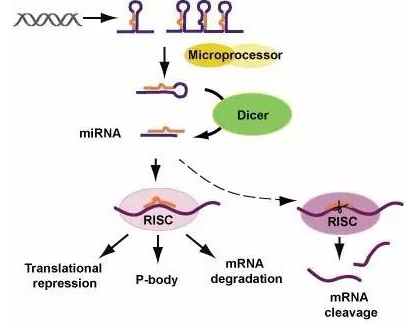 miRNA的作用机制是什么? - 知乎