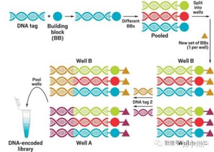 什么是DNA 编码化合物库（DEL） ？ - 知乎