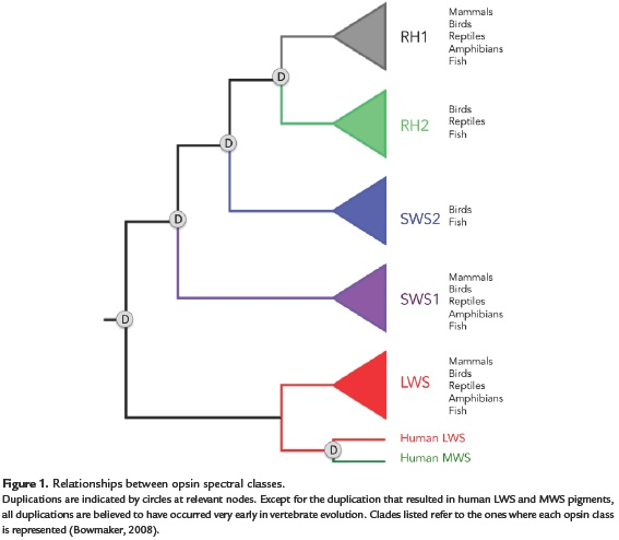 为什么人眼选择了 390nm~700nm 作为自己的感光范围？ - 知乎