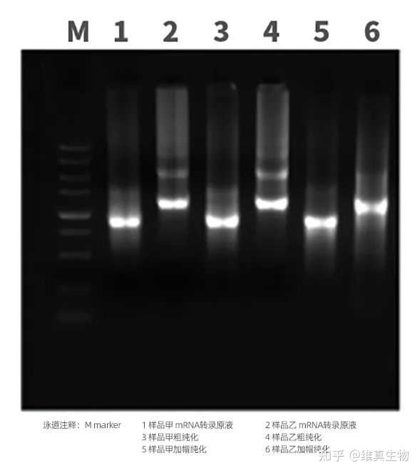 怎样在体外合成mRNA？ - 知乎