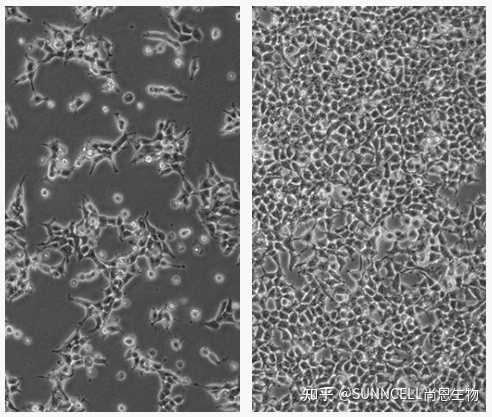 293T细胞怎么培养? - 知乎