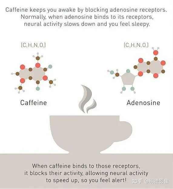 喝咖啡摄入咖啡因的话 咖啡因需要多久才能作用于人体?再过多久作用消失? - 知乎