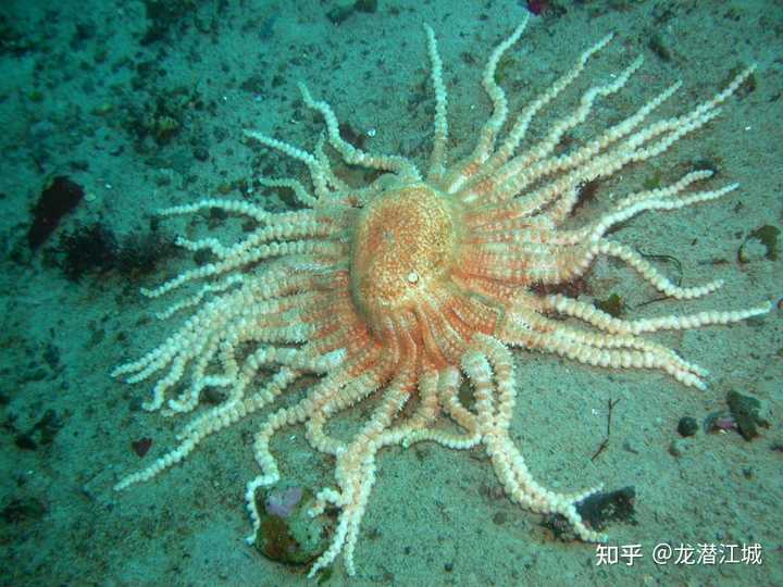 90 后女博士给新物种命名「派大星」，这是一种怎样的生物？物种命名一般有什么讲究？ - 知乎