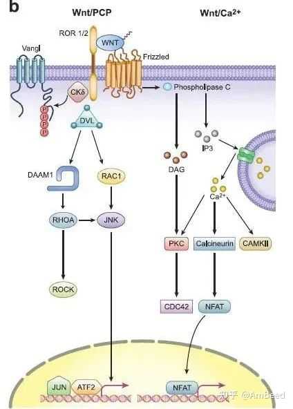 wnt信号通路，wnt中文是什么？ - 知乎