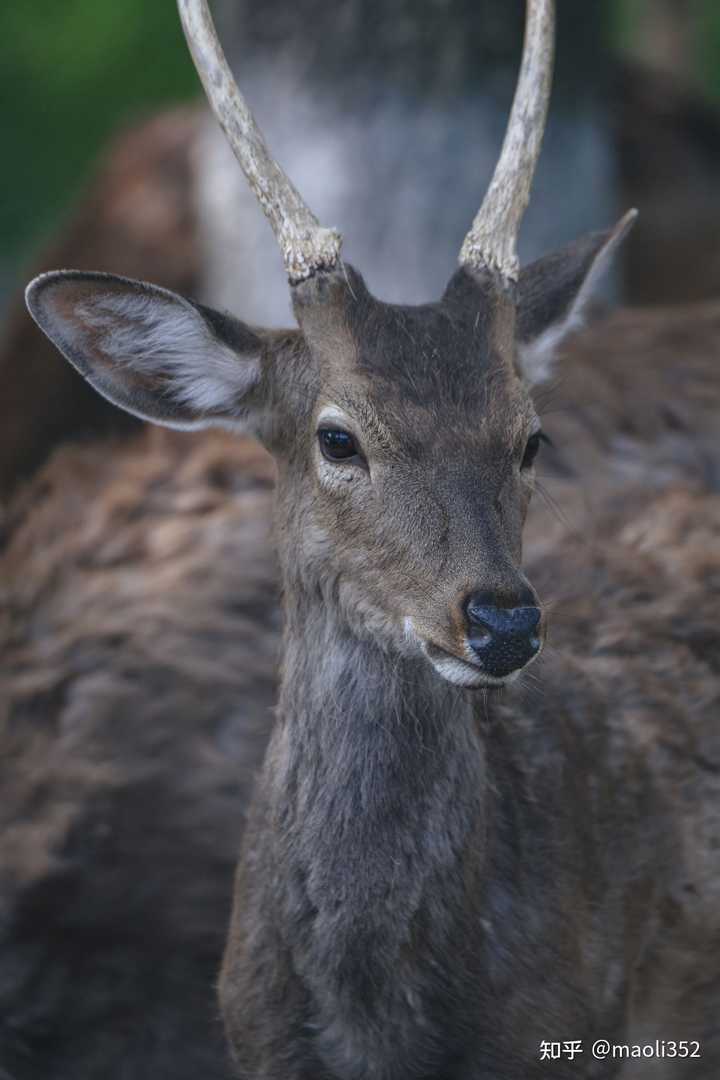 2024年，尼康Z63和尼康Z72应该如何选择？ - 知乎