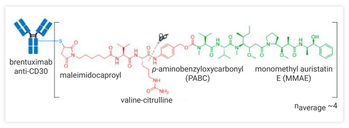 什么是抗体偶联药物 ADC？ - 知乎