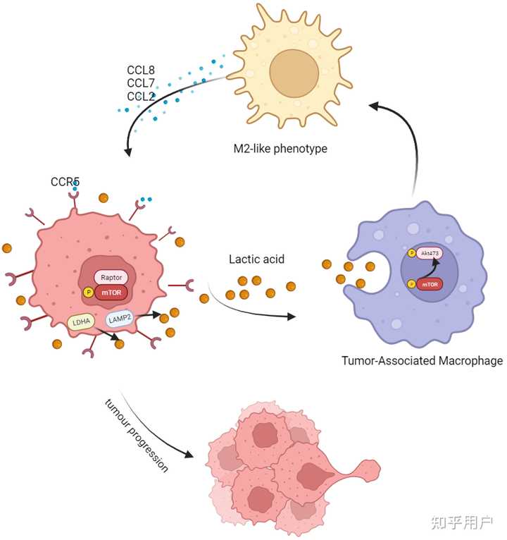 什么是趋化因子配体8（CCL 8）？ - 知乎