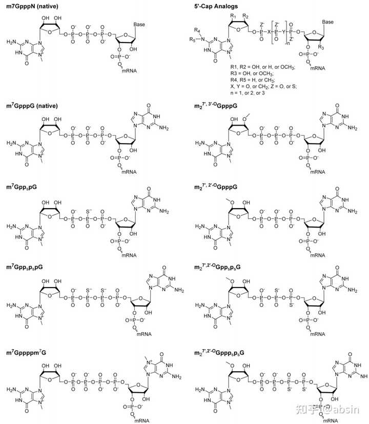 mRNA技术发展前景怎么样？ - 知乎