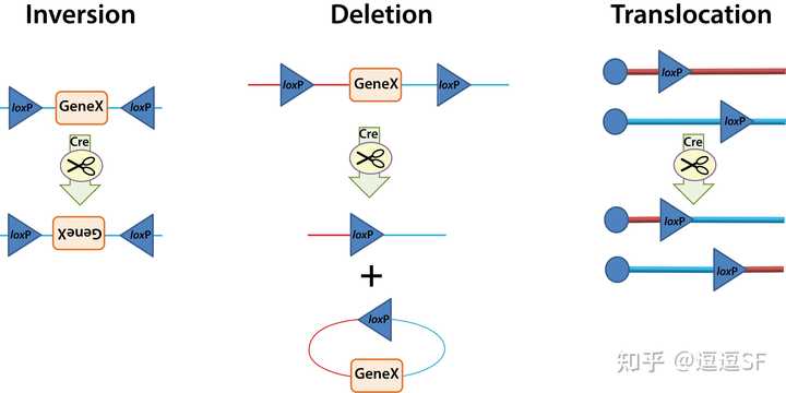 文献中这些小鼠基因如flox/flox表达的是什么意思？ - 知乎