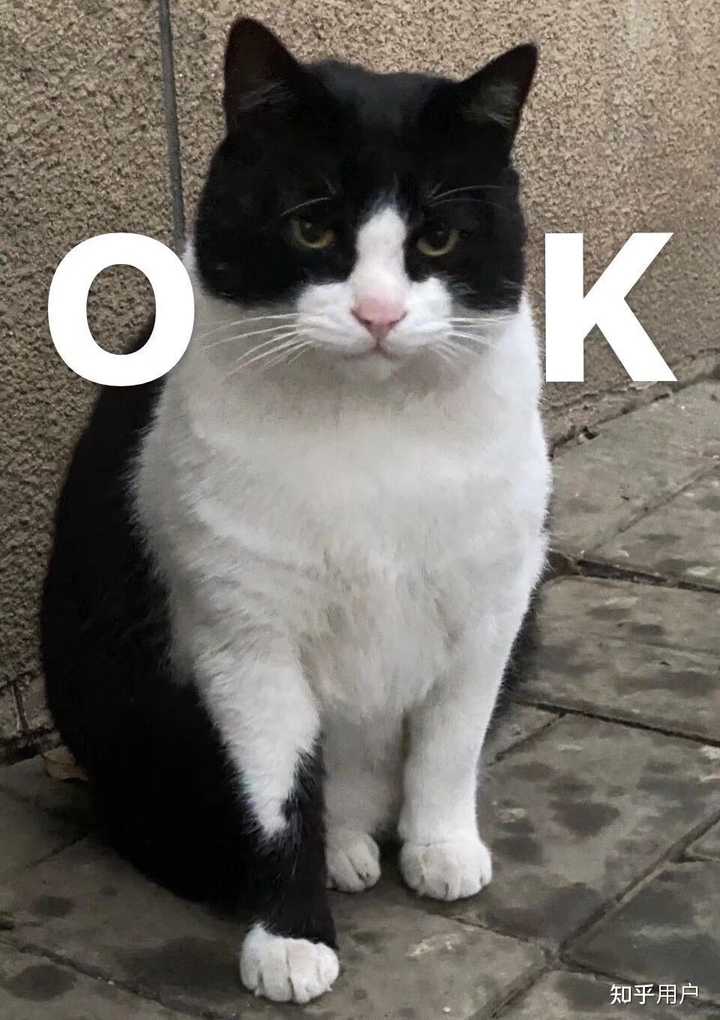 有没有几把猫的表情包? - 知乎