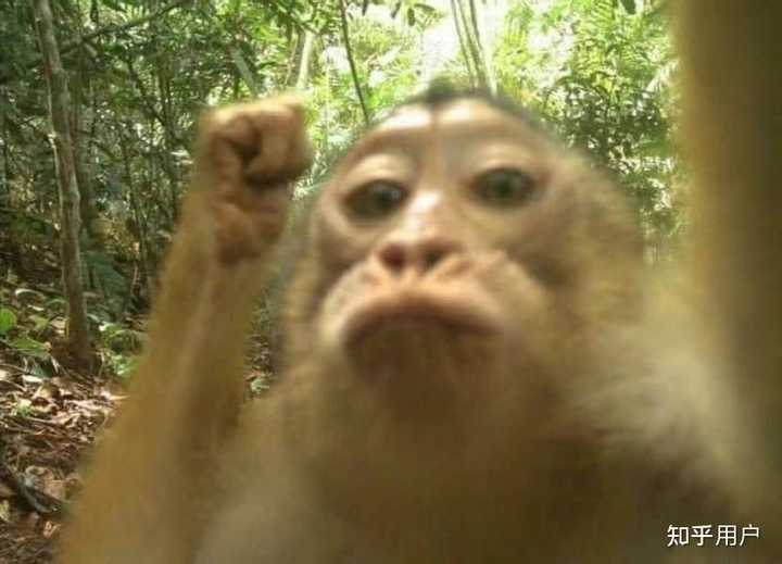 请问大家有没有猴子的表情包？ - 知乎