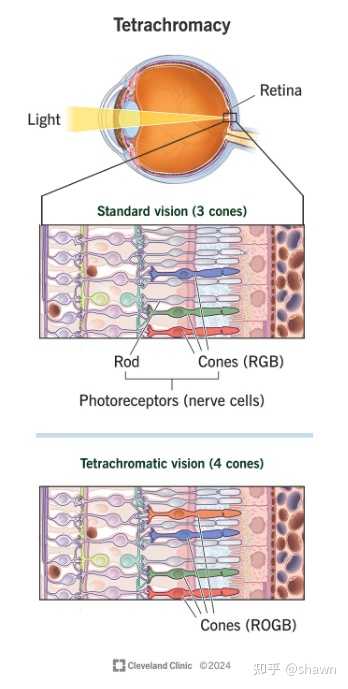 有没有可能已经有人演化出了四色视觉？只是他自己不知道? - 知乎