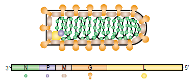 水疱性口炎病毒（VSV）作为病毒载体的优点有哪些？ - 知乎