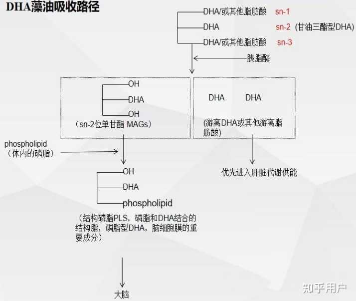 Sn-2位DHA与普通DHA藻油相比，有哪些优势？ - 知乎