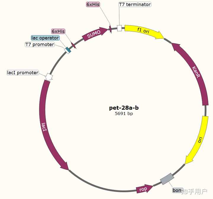 基因表达载体上最基本的三个元件是什么？ - 知乎