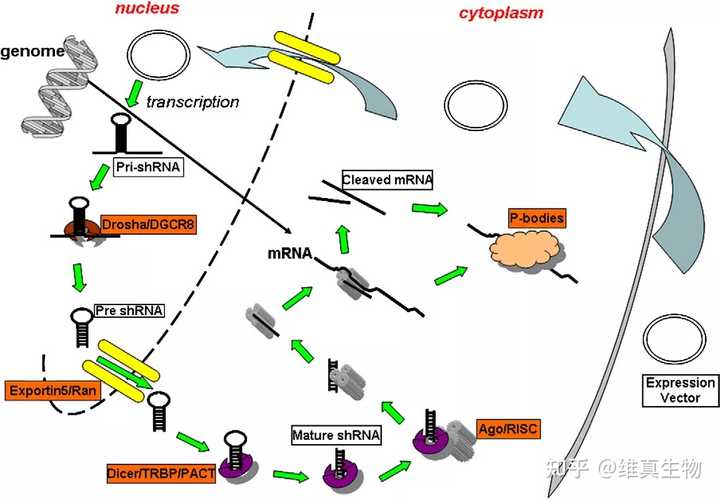 「RNA干扰」siRNA与shRNA的区别是什么？ - 知乎
