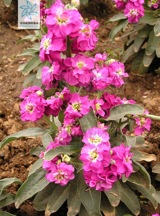 purple 与 violet 的具体区别是什么？ - 知乎