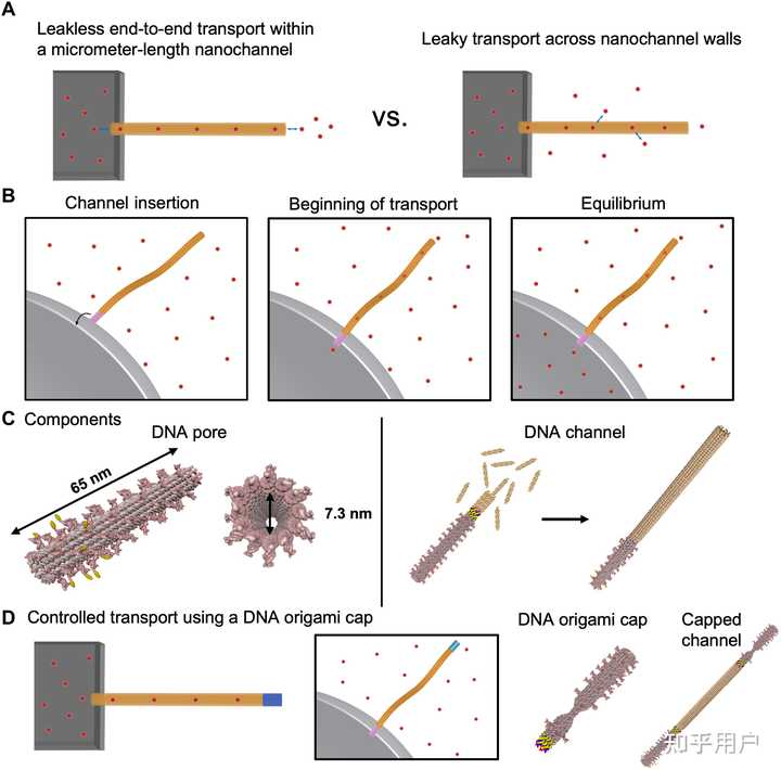 一项发明显示 7nm DNA「针管」可将药物分子直接注入细胞，这是如何做到的？对疾病治疗带来哪些帮助？ - 知乎