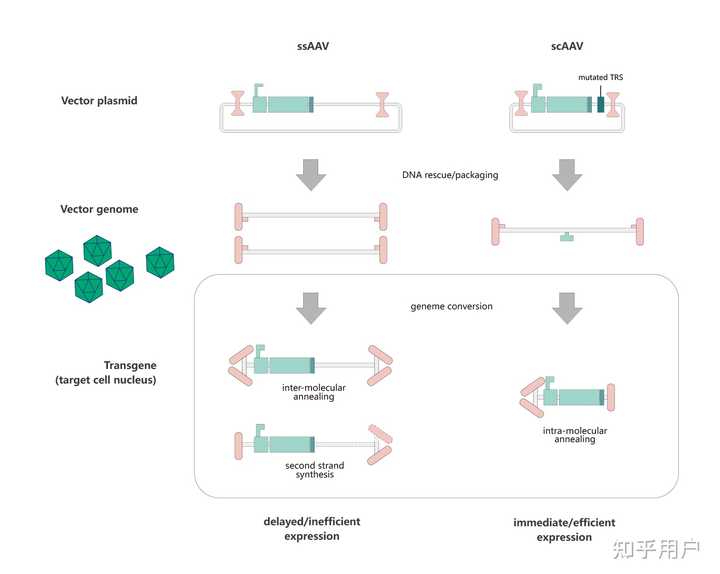 【病毒载体】什么是scAAV？ - 知乎