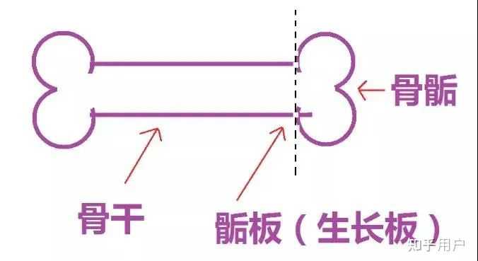 骨龄闭合后 还能长高吗? 知乎