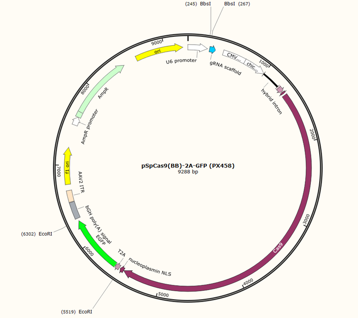 PX330 载体和PX458载体区别是什么？ - 知乎