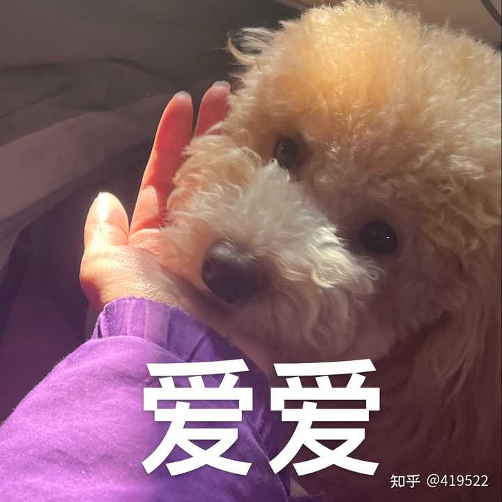 有没有靠谱的宠物托运平台啊？ - 知乎