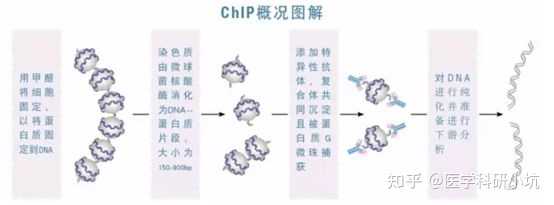 能讲解一下ChIP qPCR实验的详细步骤吗? - 知乎