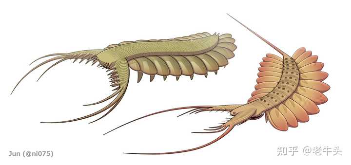 节肢动物，恐虾纲，异虫纲三者之间的演化关系是怎样的？ - 知乎