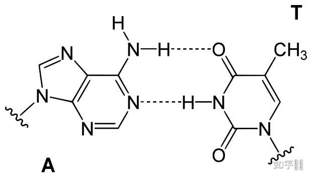 ATGCU碱基的化学式？它们之间的氢键是怎么形成的？为什么AT是两根，GC是三根呢？ - 知乎
