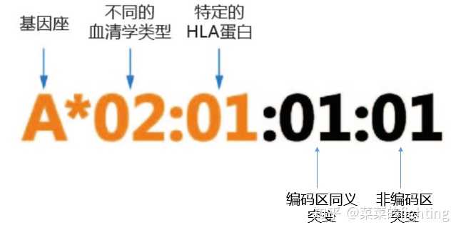hla分型报告怎么看？ - 知乎