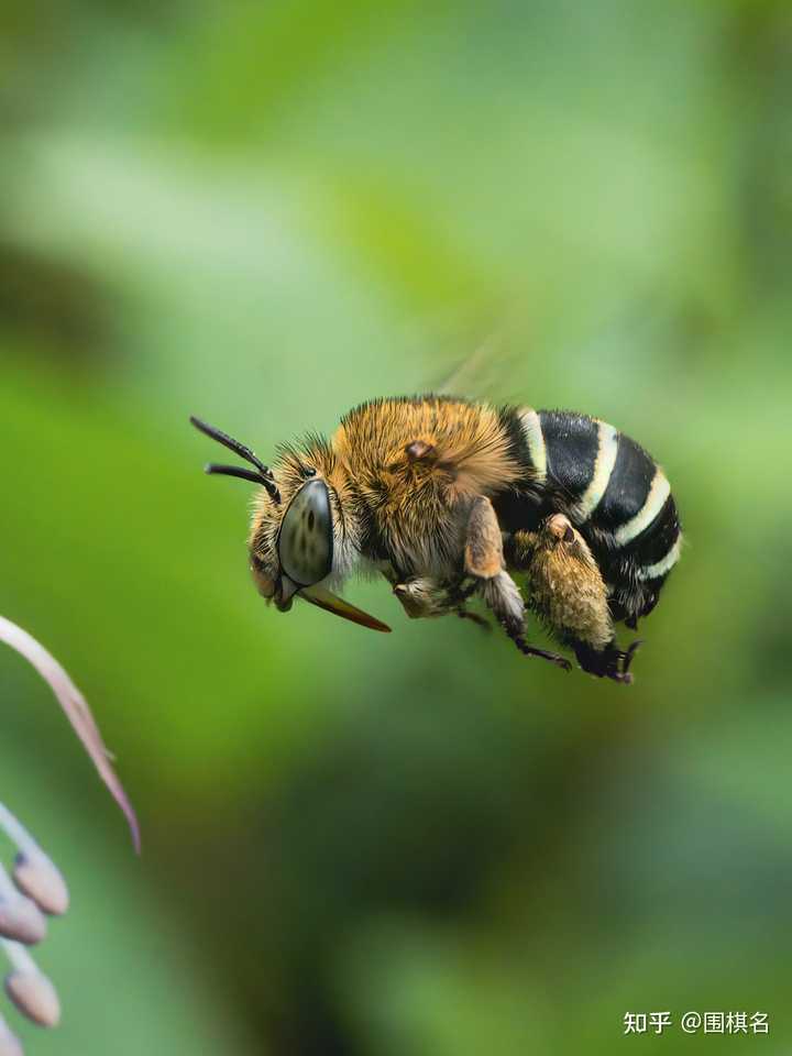 2023年，入门打鸟、风光摄影佳能R6、R7，全画幅、M43和APSC如何选择？ - 知乎