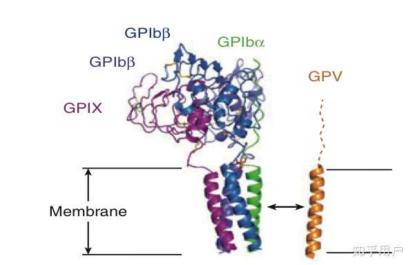 《工作细胞》中血小板拿的GP1B究竟是什么东西？有什么作用？ - 知乎