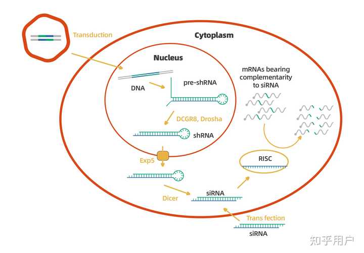 shRNA和siRNA调控机制有什么区别？ - 知乎