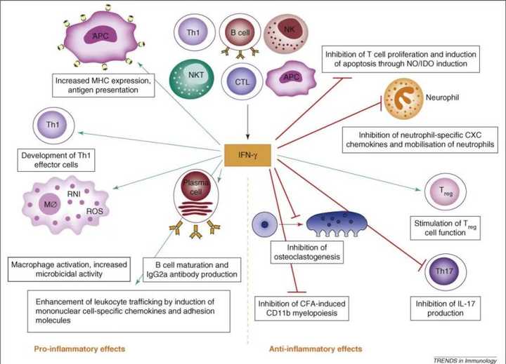 什么是γ干扰素 (IFN-γ)？ - 知乎