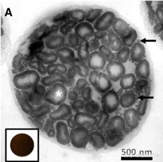 藻类光合作用会产生什么？ - 知乎