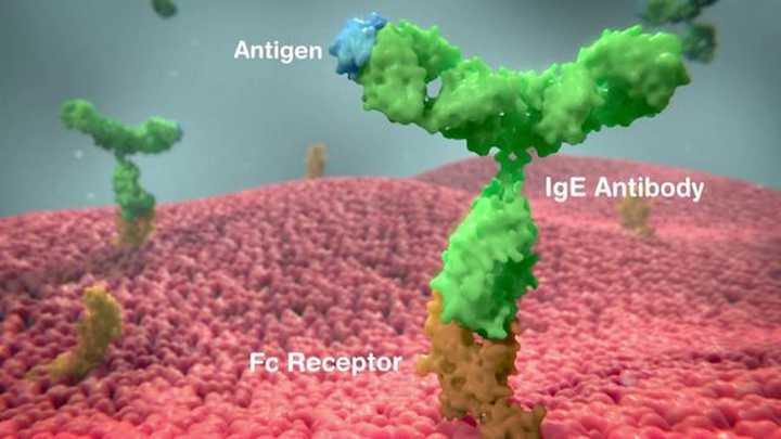 过敏检查时总IgE代表什么？ - 知乎