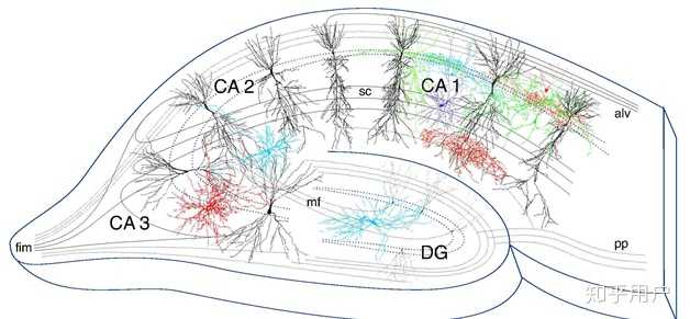 CA1区在神经科学中代表哪个部位？ - 知乎