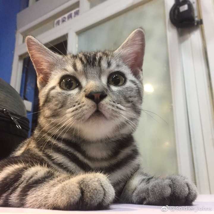 有没有人能够介绍一下gosh的成员？ - 知乎