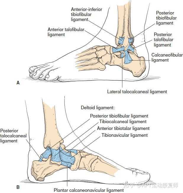 踝韧带大部分撕裂,一般需要多久时间才能愈合？ - 知乎