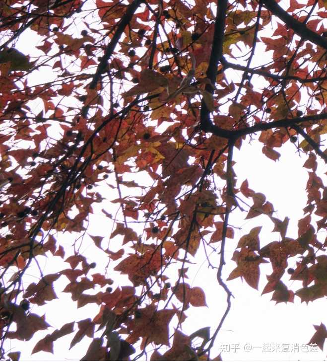 尼康Z6，一定一变选Z24-70 F4还是Z24-120 F4？ - 知乎