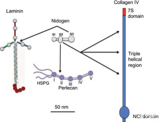 nestin和nidogen有什么区别？ - 知乎