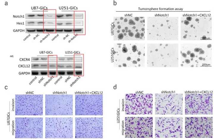 Notch 信号通路的作用机制及检测方式是什么？ - 知乎