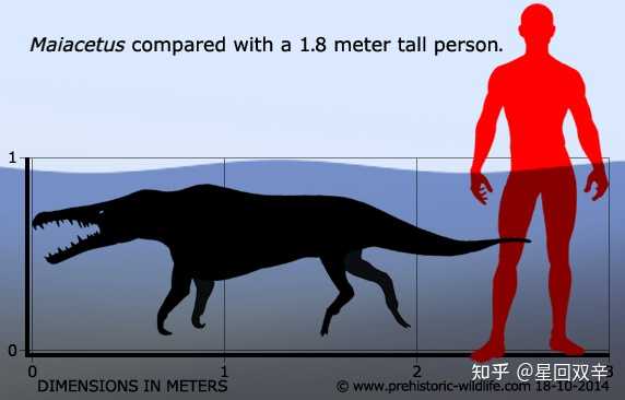 所有鲸类尾鳍形态都一样吗？ - 知乎