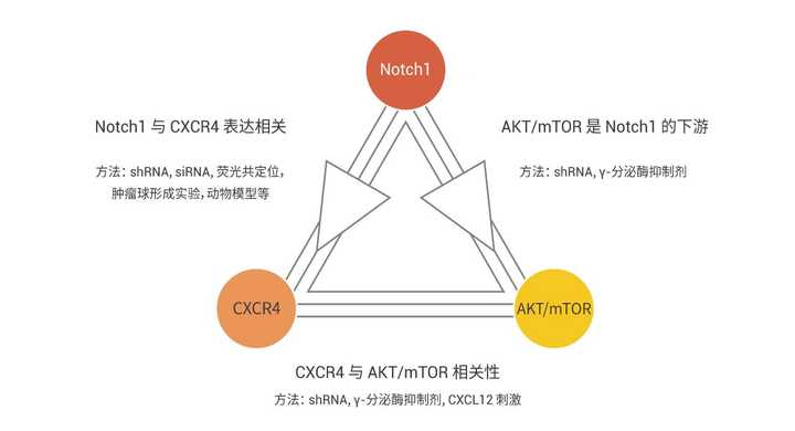 Notch 信号通路的作用机制及检测方式是什么？ - 知乎
