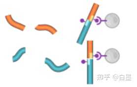 3C，4C，5C以及HiC测序技术都有些什么不同？ - 知乎