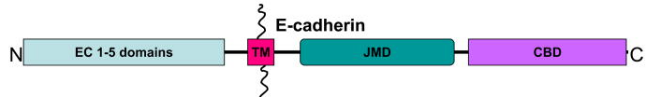 E-Cadherin(钙黏蛋白E)你了解吗？ - 知乎