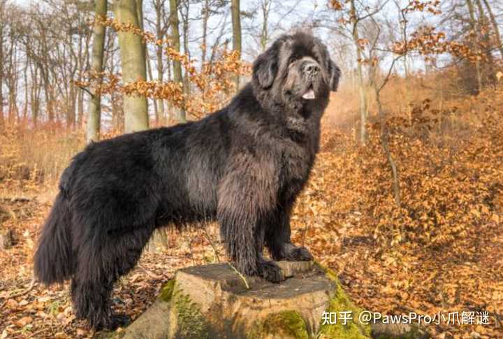 纽芬兰犬的性格特点是什么样的？ - 知乎